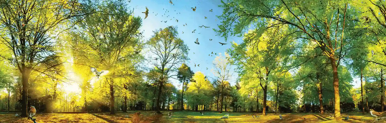 Therapy PODS- Removable Theme - Woodland Walk – PODS Play